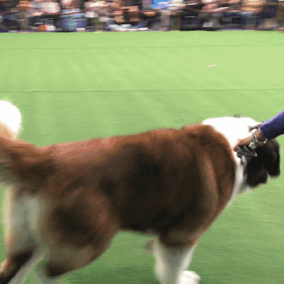 Dog Show Dogs GIF by Westminster Kennel Club - Find & Share on GIPHY