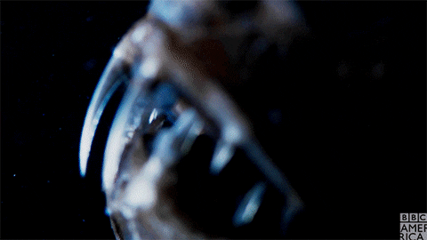 Blue Planet Fish GIF by BBC America - Find & Share on GIPHY