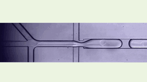 Cells GIF by Harvard Medical School - Find & Share on GIPHY