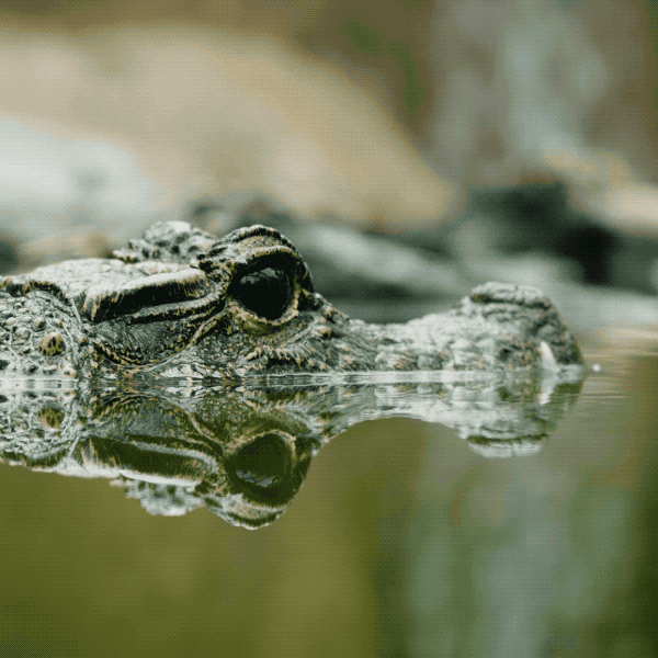 Happy Safari Park GIF by San Diego Zoo - Find & Share on GIPHY