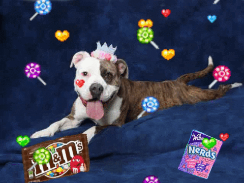 Dog Halloween GIF by Nebraska Humane Society - Find & Share on GIPHY