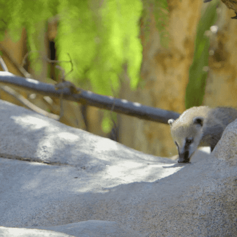 Happy Baby Animals GIF by San Diego Zoo - Find & Share on GIPHY