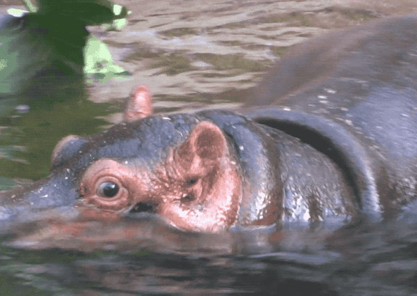 Happy Whats Up GIF by San Diego Zoo Wildlife Alliance - Find & Share on ...