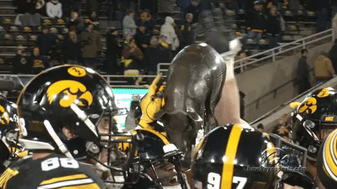GIF by University of Iowa Hawkeyes Athletics - Find & Share on GIPHY
