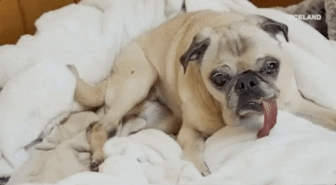 Ugly Dog GIF by Epicly Later'd - Find & Share on GIPHY