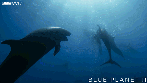 Blue Planet Lol GIF by BBC Earth - Find & Share on GIPHY