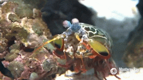 Peacock Mantis Shrimp GIFs - Get the best GIF on GIPHY