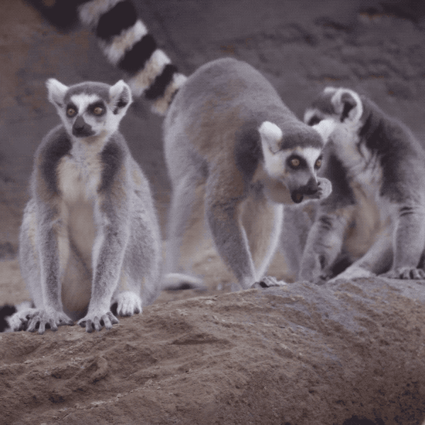 Happy Safari Park GIF by San Diego Zoo - Find & Share on GIPHY