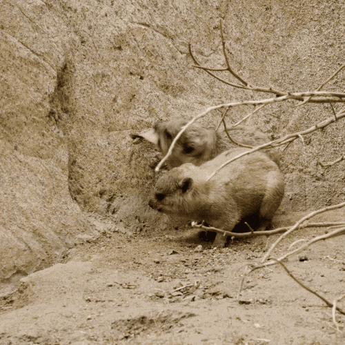 Happy Baby Animals GIF by San Diego Zoo - Find & Share on GIPHY