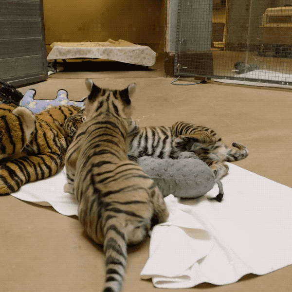 Baby Animals Love GIF by San Diego Zoo - Find & Share on GIPHY