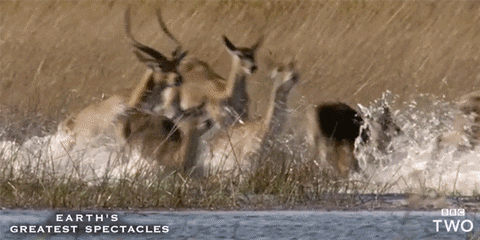 BBC GIF - Find & Share on GIPHY