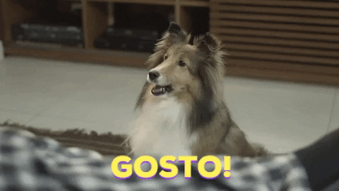 Rough Collie Lassie GIF by Porta Dos Fundos - Find & Share on GIPHY