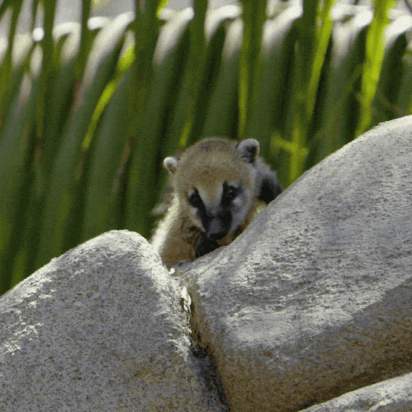 Happy Baby Animals GIF by San Diego Zoo - Find & Share on GIPHY