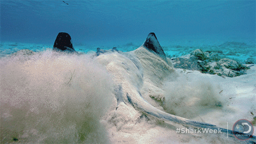 Stingray Breaching