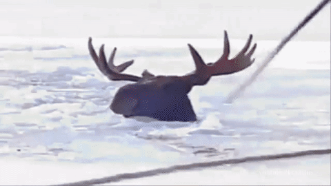 Gang of thugs force moose to drown in frozen lake. : reverseanimalrescue