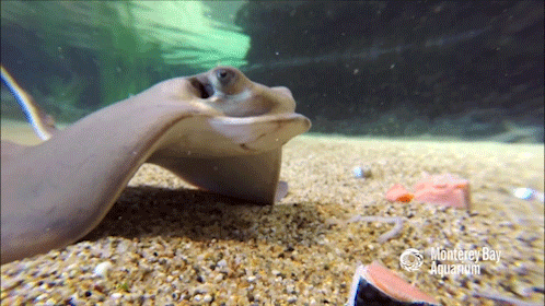 Hungry Bat Ray GIF by Monterey Bay Aquarium - Find & Share on GIPHY