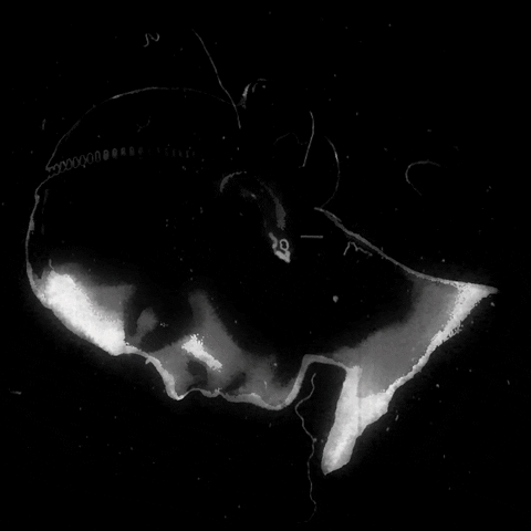 Black And White Animation GIF by Eloy Lannoó - Find & Share on GIPHY