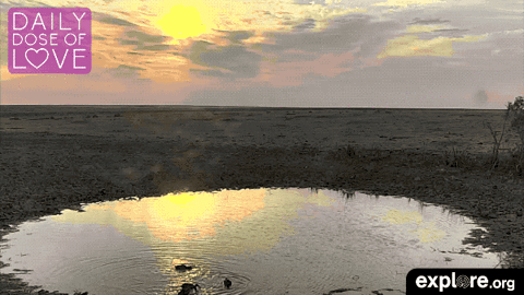 explore.org GIF - Find & Share on GIPHY