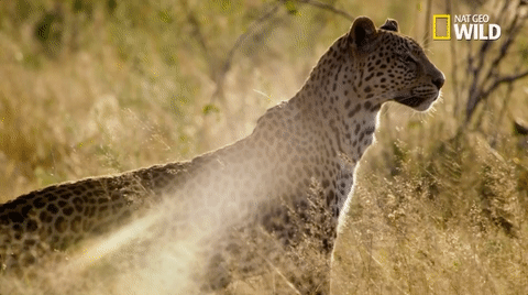 Big Cat Week Battle For The Pride GIF by Nat Geo Wild - Find & Share on ...