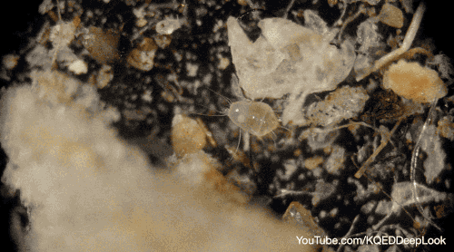 Dust Mites Eww GIF by PBS - Find & Share on GIPHY
