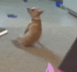 Dog Lol GIF by America's Funniest Home Videos - Find & Share on GIPHY