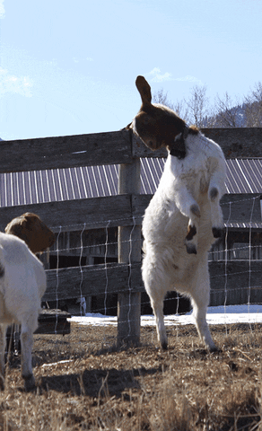 GIF by Random Goat - Find & Share on GIPHY