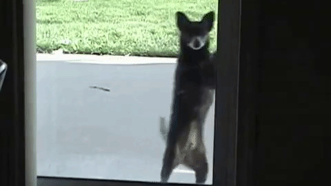 AFV Pets GIF - Find & Share on GIPHY