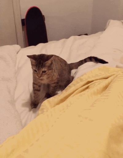 Cat Tail GIF by Andrea - Find & Share on GIPHY