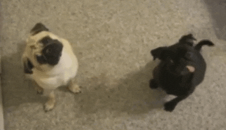 Pug GIF by AFV Pets - Find & Share on GIPHY