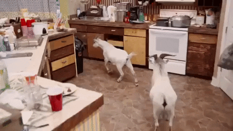 Cmt Goats GIF by Party Down South - Find & Share on GIPHY