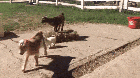 GIF by Random Goat - Find & Share on GIPHY