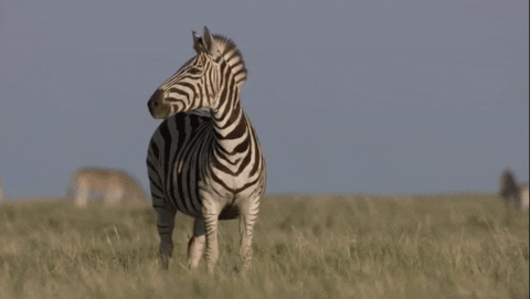 Zebra GIF - Find & Share on GIPHY
