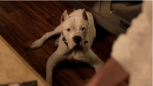 Season 3 Dog GIF by Showtime - Find & Share on GIPHY