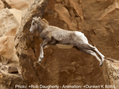 GIF by Random Goat - Find & Share on GIPHY
