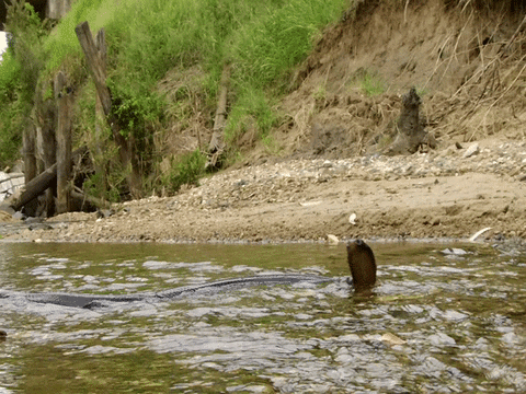 Snake Wildlife GIF by Rockbadger Productions - Find & Share on GIPHY