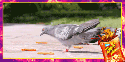 Takis Pigeon Explosion GIFs - Find & Share on GIPHY