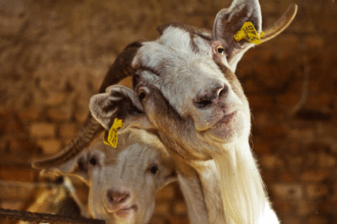 GIF by Random Goat - Find & Share on GIPHY
