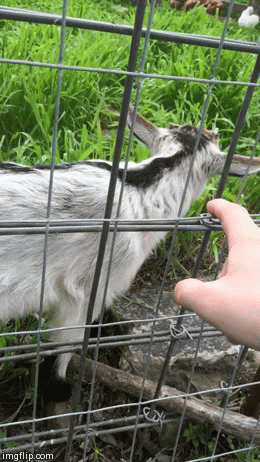 GIF by Random Goat - Find & Share on GIPHY