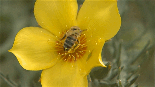 GIF by KQEDScience - Find & Share on GIPHY