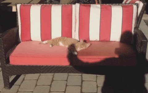 Shadow GIF by AFV Pets - Find & Share on GIPHY