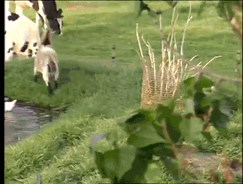 GIF by Random Goat - Find & Share on GIPHY