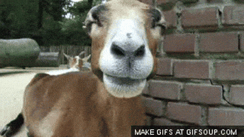 GIF by Random Goat - Find & Share on GIPHY