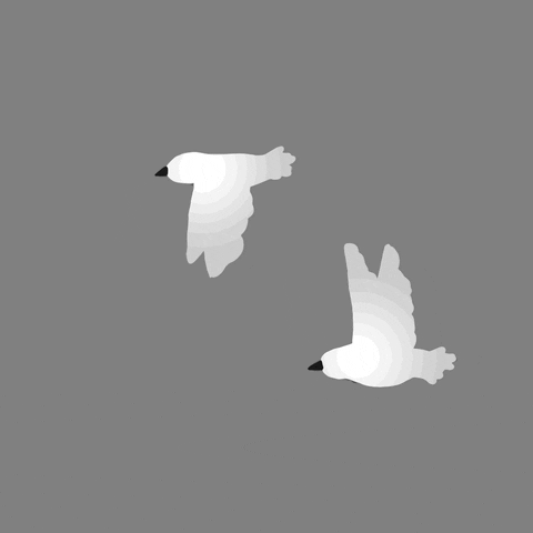 Black And White Animation GIF by adamploomis - Find & Share on GIPHY