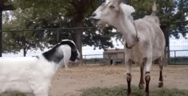 GIF by Random Goat - Find & Share on GIPHY