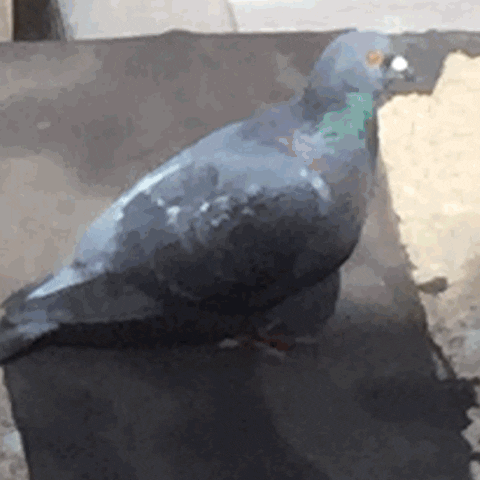 Coffee Pigeon Hunting GIF by Andrea - Find & Share on GIPHY