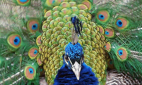 Peacock GIF - Find & Share on GIPHY