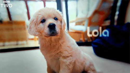 Cute GIF by BBC - Find & Share on GIPHY