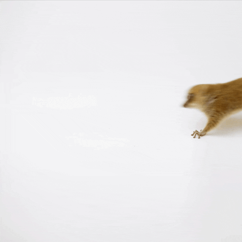 Running Animal GIFs - Find & Share on GIPHY