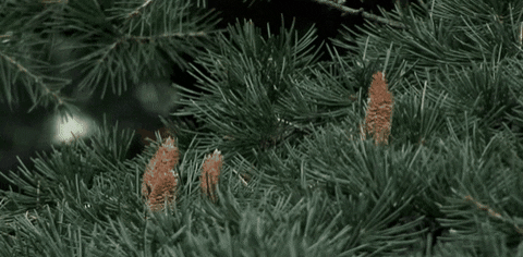 Deodar Cedar La Trees GIF by alixmcalpine - Find & Share on GIPHY