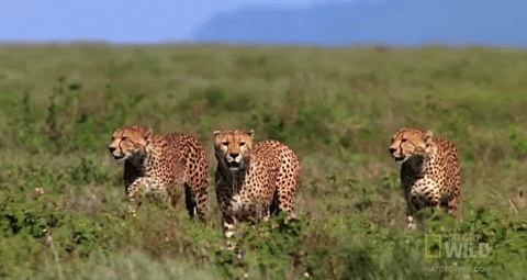 Squad Crew GIF by Nat Geo Wild - Find & Share on GIPHY